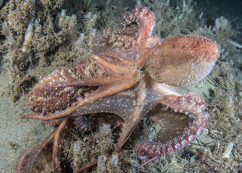 The Mating Ritual of Octopuses – weiweigao.com
