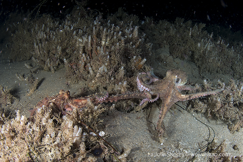The Mating Ritual of Octopuses – weiweigao.com